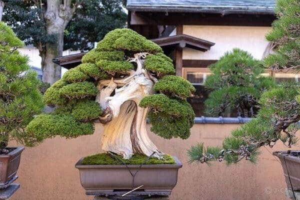 67 Unique Japanese Cultural Experiences To Do in Japan